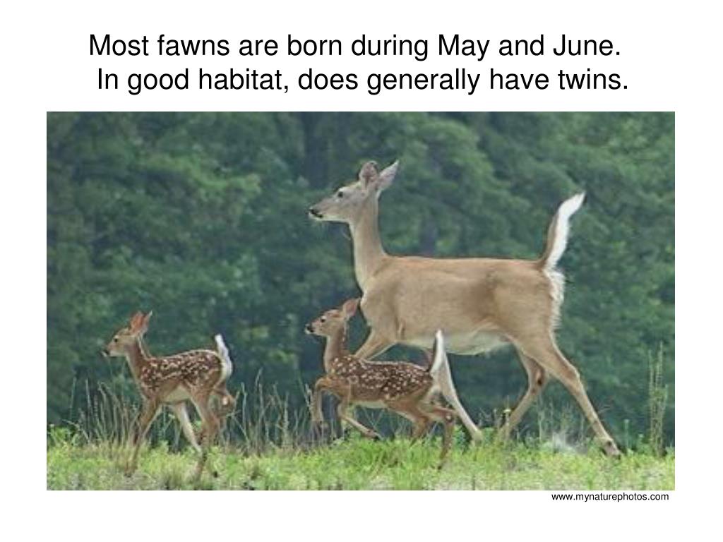 PPT - White-tailed Deer Biology and Adaptations PowerPoint Presentation ...