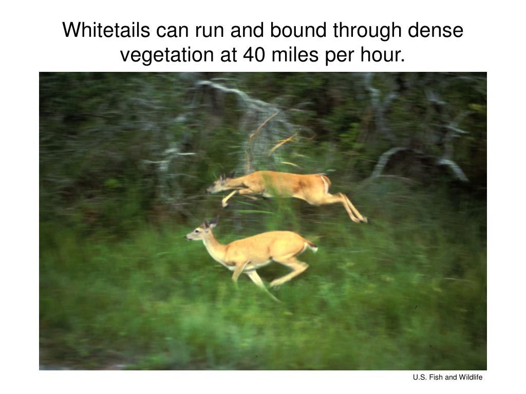 PPT - White-tailed Deer Biology and Adaptations PowerPoint Presentation ...