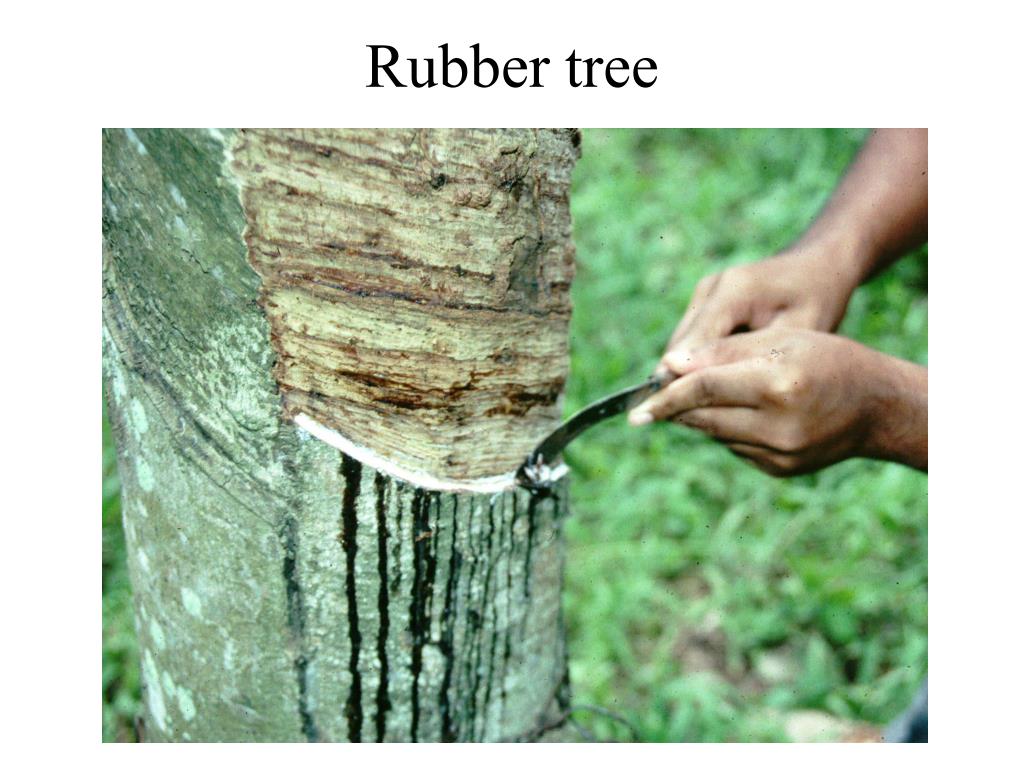 PPT - The Scramble for Africa 1880-1914 PowerPoint Presentation, free ...