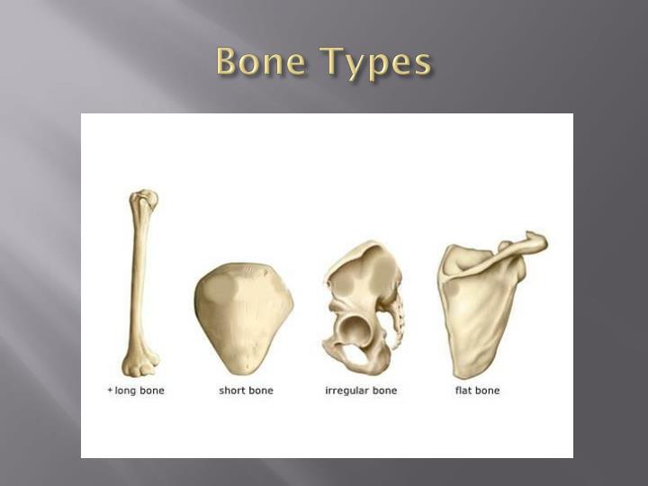 PPT - Orthopedic Surgery PowerPoint Presentation - ID:1759516