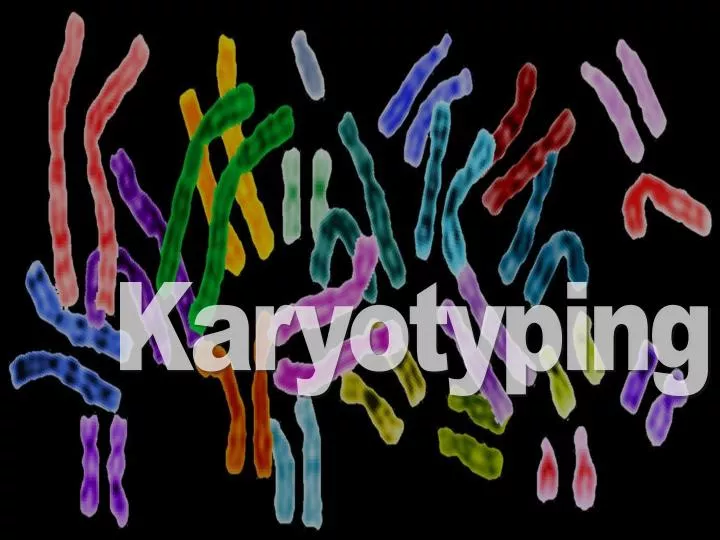 PPT - Karyotyping PowerPoint Presentation, free download - ID:1760117