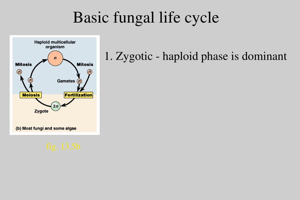 PPT - Fungal Life Cycles Prof. Khaled H. Abu-Elteen PowerPoint ...