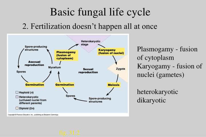 PPT - Fungal Life Cycles Prof. Khaled H. Abu-Elteen PowerPoint ...