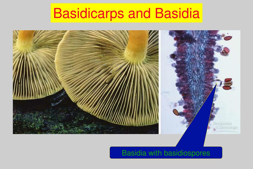 PPT - Fungal Life Cycles Prof. Khaled H. Abu-Elteen PowerPoint ...