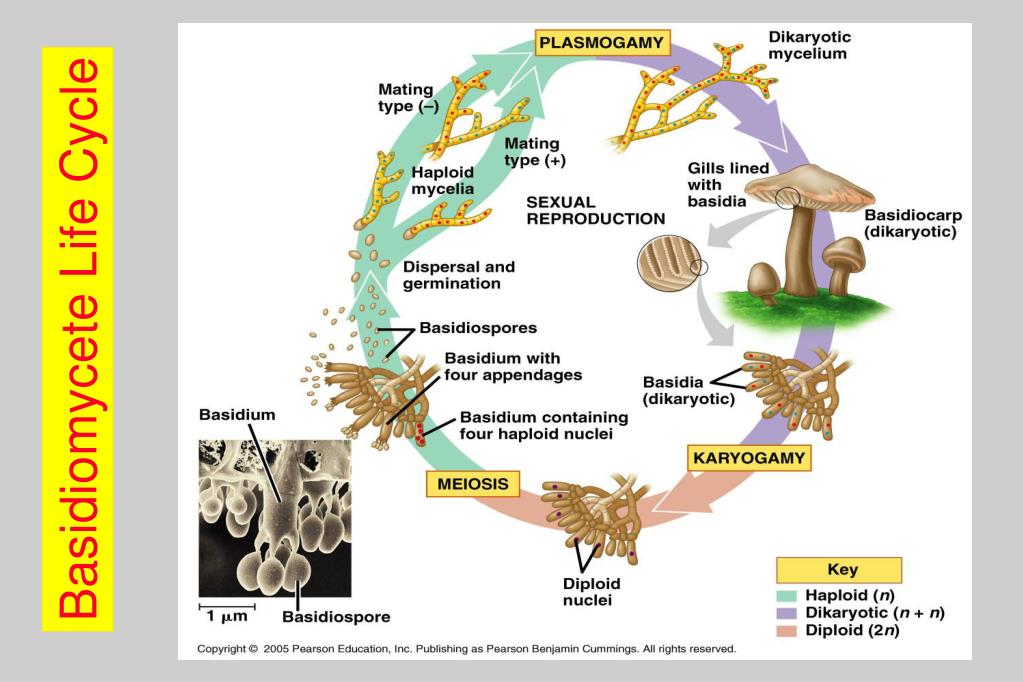 Basidiomycetes Life Cycle