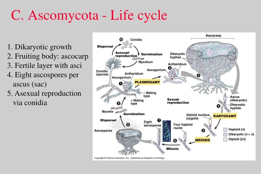 PPT - Fungal Life Cycles Prof. Khaled H. Abu-Elteen PowerPoint ...