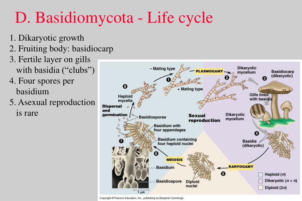 PPT - Fungal Life Cycles Prof. Khaled H. Abu-Elteen PowerPoint Presentation - ID:1760451