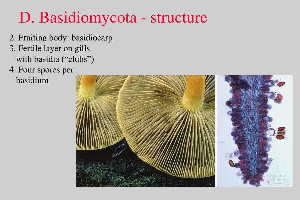 PPT - Fungal Life Cycles Prof. Khaled H. Abu-Elteen PowerPoint ...