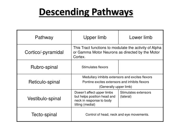 PPT - EXTRAPYRAMIDAL TRACTS & MOTOR NEURON LESIONS PowerPoint ...