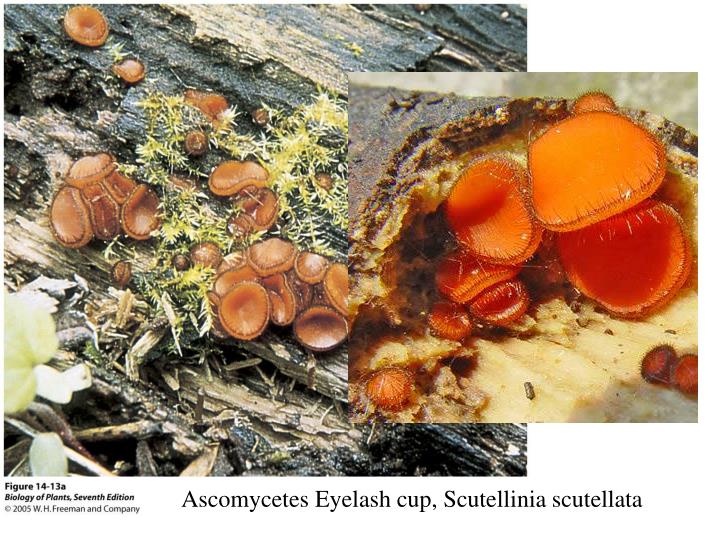 PPT - Ascomycetes: Phylum Ascomycota PowerPoint Presentation - ID:1761457