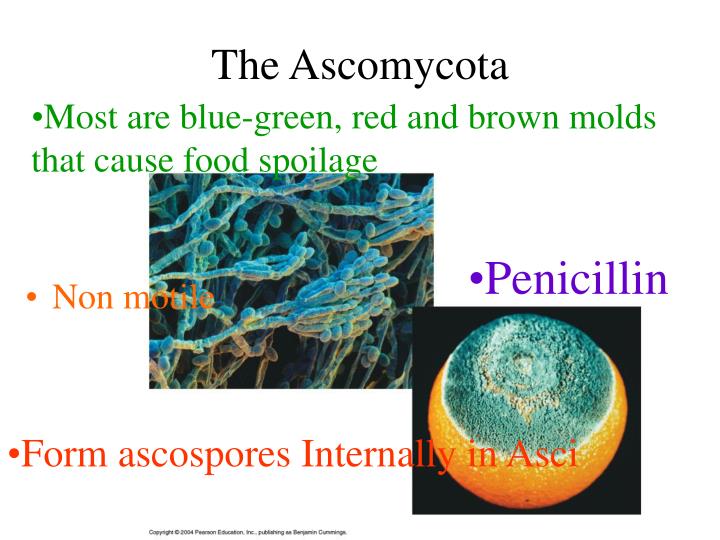 PPT - Ascomycetes: Phylum Ascomycota PowerPoint Presentation - ID:1761457