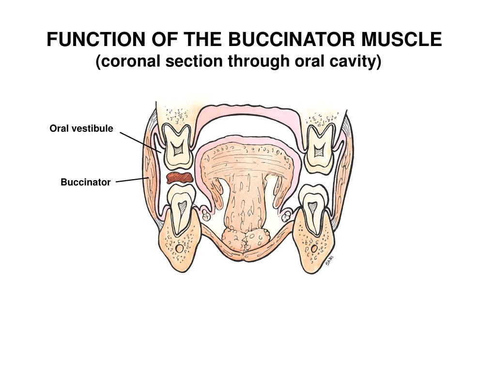 PPT - FACE, EYELIDS, LACRIMAL APPARATUS & SCALP Steven J. Zehren, Ph.D ...