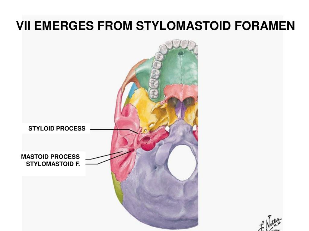 PPT - FACE, EYELIDS, LACRIMAL APPARATUS & SCALP Steven J. Zehren, Ph.D ...
