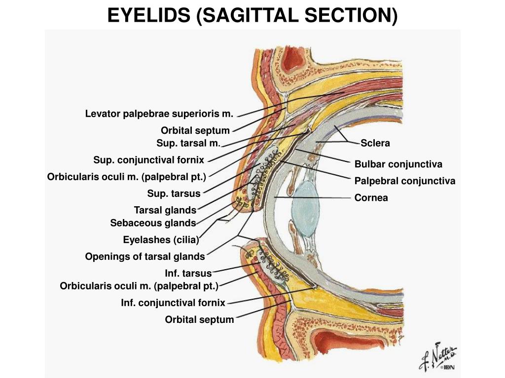 PPT - FACE, EYELIDS, LACRIMAL APPARATUS & SCALP Steven J. Zehren, Ph.D ...