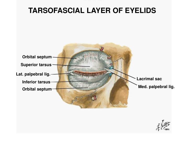 PPT - FACE, EYELIDS, LACRIMAL APPARATUS & SCALP Steven J. Zehren, Ph.D ...