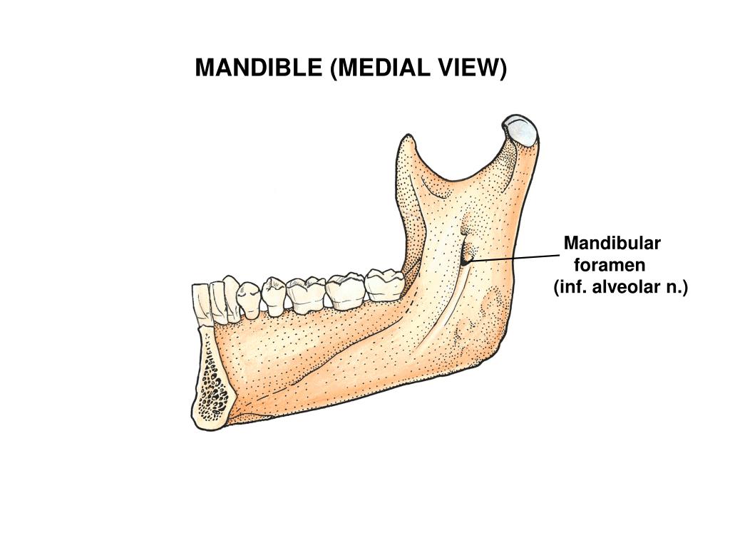 PPT - FACE, EYELIDS, LACRIMAL APPARATUS & SCALP Steven J. Zehren, Ph.D ...