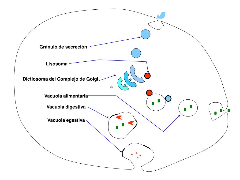 PPT - MEMBRANA PLASMÁTICA (no visible al microscopio óptico, sólo se ve ...
