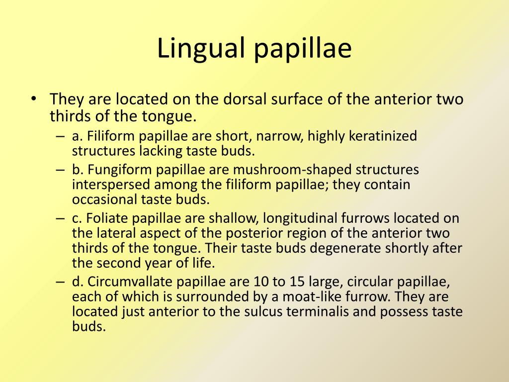 PPT - Digestive System I: Oral Cavity and Salivary glands PowerPoint ...