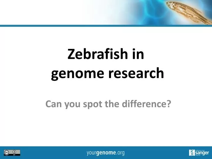 PPT - Zebrafish in genome research PowerPoint Presentation, free ...