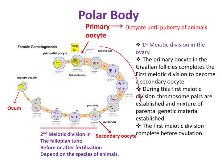 PPT - Introduction to Embryology PowerPoint Presentation - ID:1764443