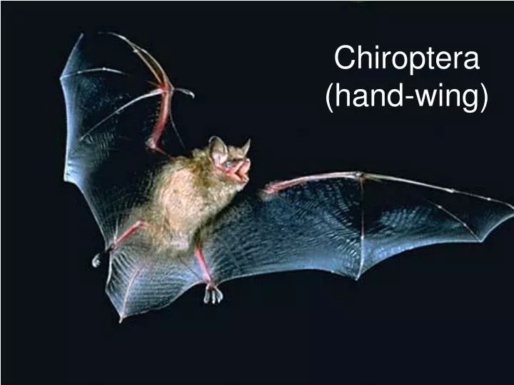 PPT - Chiroptera (hand-wing) PowerPoint Presentation, free download ...