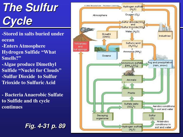 PPT - Ecosystems: Components, Energy Flow, and Matter Cycling ...