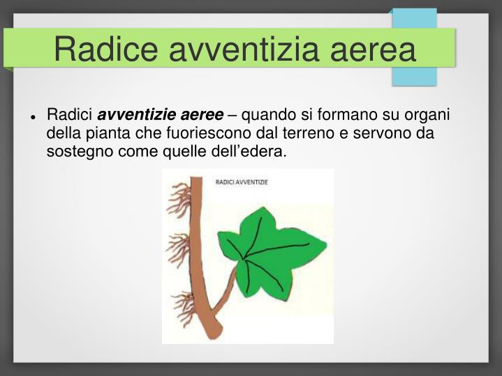 PPT - Le Piante PowerPoint Presentation - ID:1766622