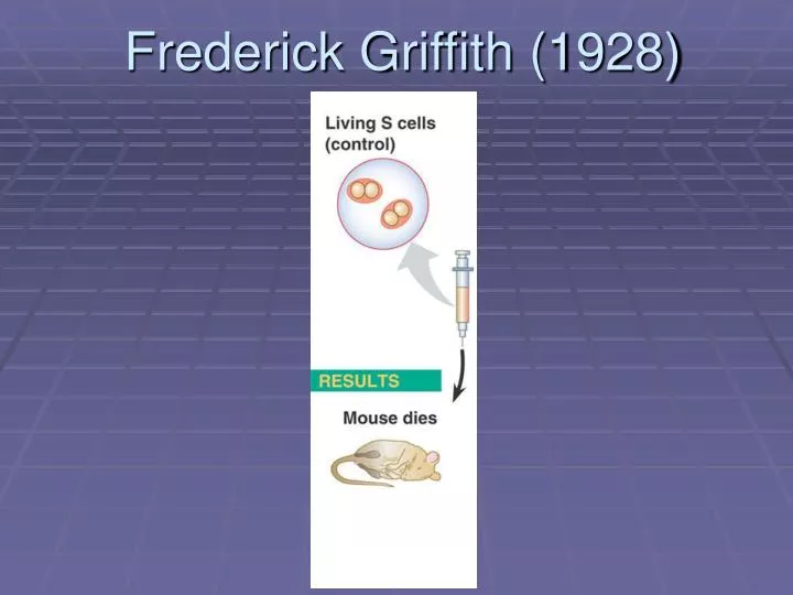 PPT - Frederick Griffith (1928) PowerPoint Presentation, free download ...