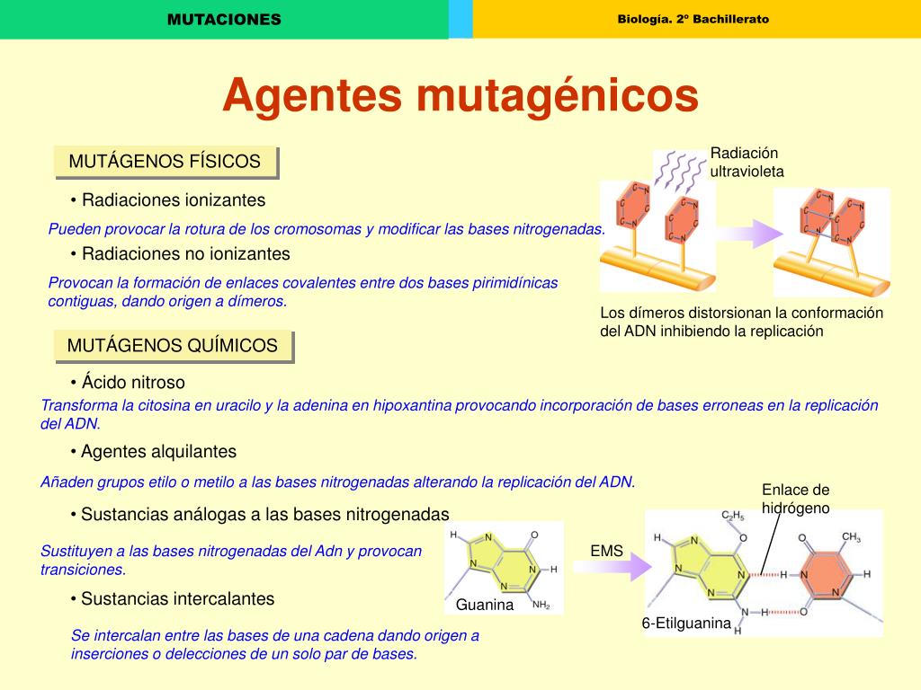 PPT - MUTACIONES Cambios al azar o provocados por agentes mutagénicos ...