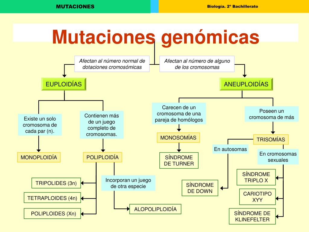 PPT - MUTACIONES Cambios al azar o provocados por agentes mutagénicos ...