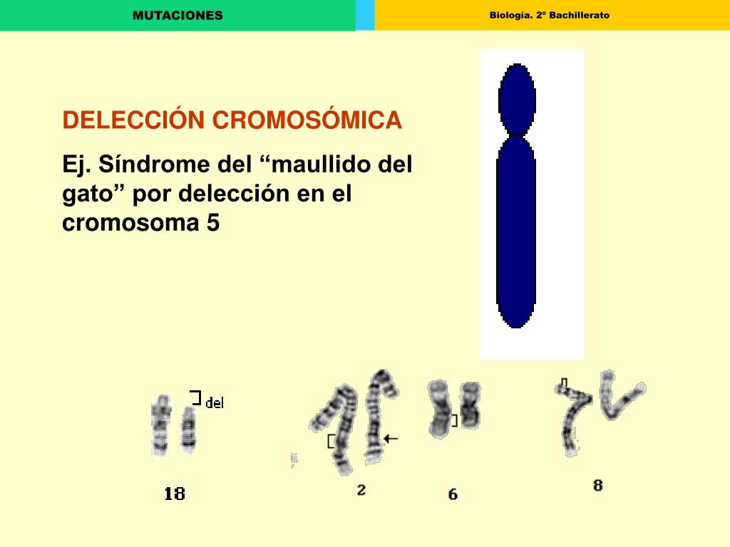 PPT - MUTACIONES Cambios al azar o provocados por agentes mutagénicos ...