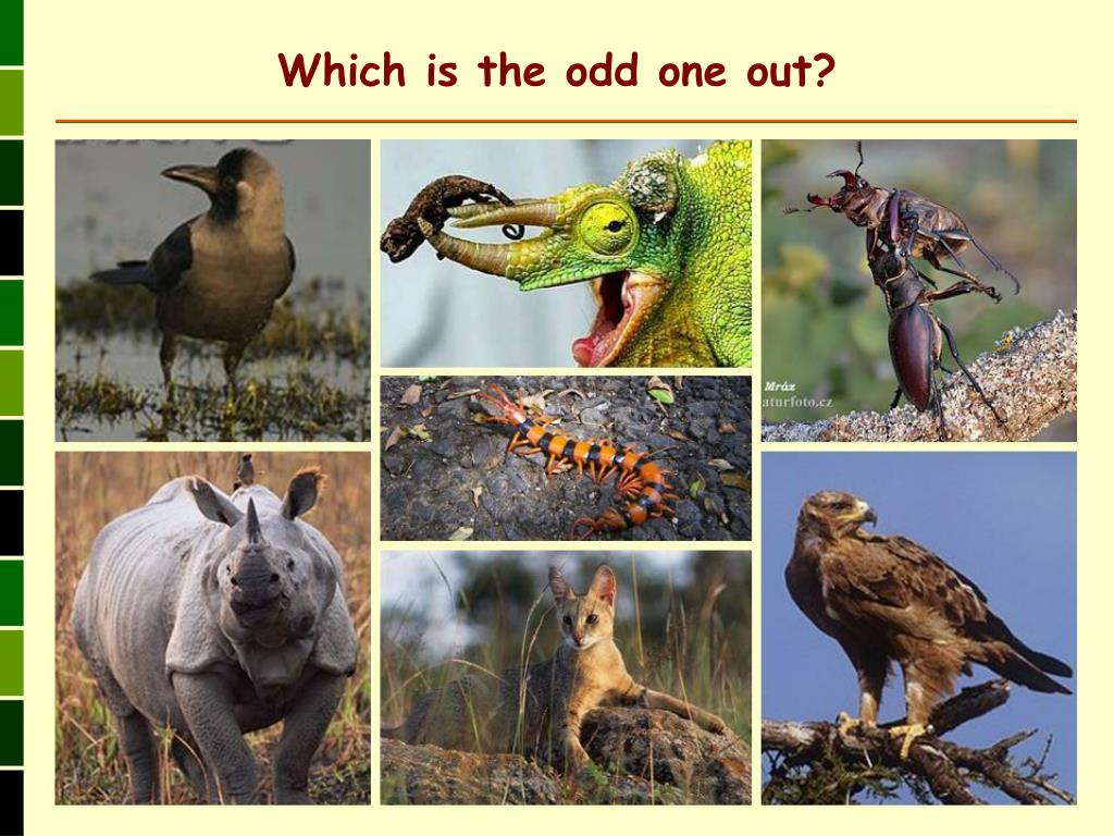 PPT - Social Organization in Female Asian Elephants T.N.C. Vidya ...