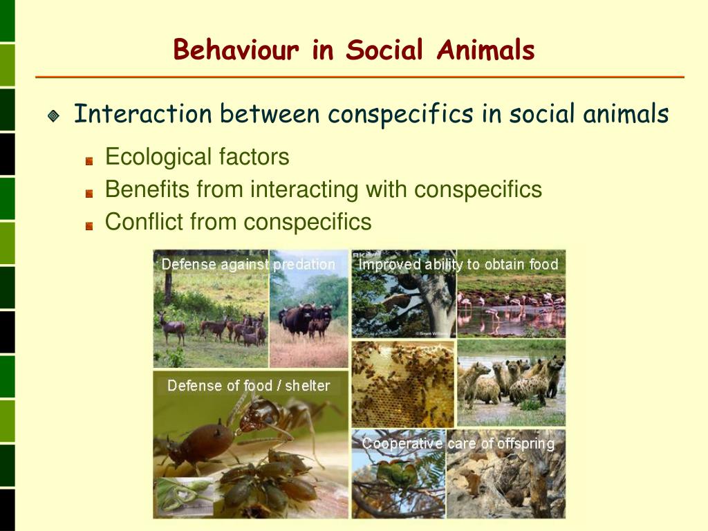 PPT - Social Organization in Female Asian Elephants T.N.C. Vidya ...