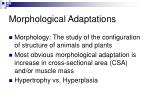 PPT - Neuromuscular Adaptation PowerPoint Presentation - ID:1769503