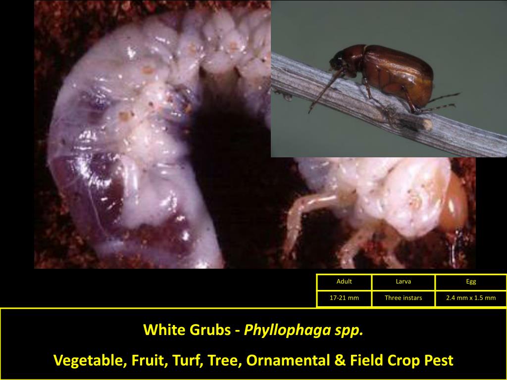 PPT - Important Insect Plant Pests and their Hosts in Florida (Field ...