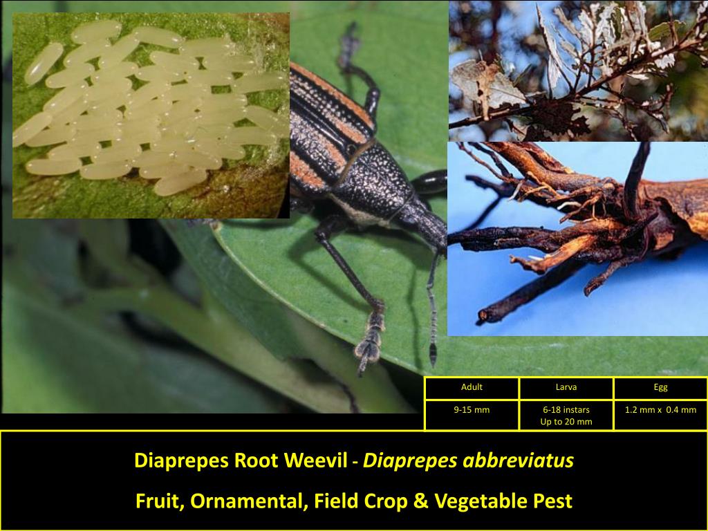 PPT - Important Insect Plant Pests and their Hosts in Florida (Field ...
