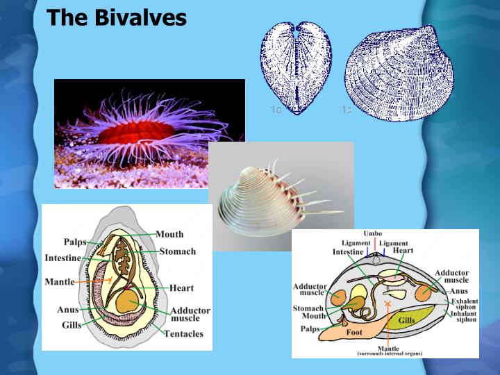 PPT - Molluscs PowerPoint Presentation - ID:1769815