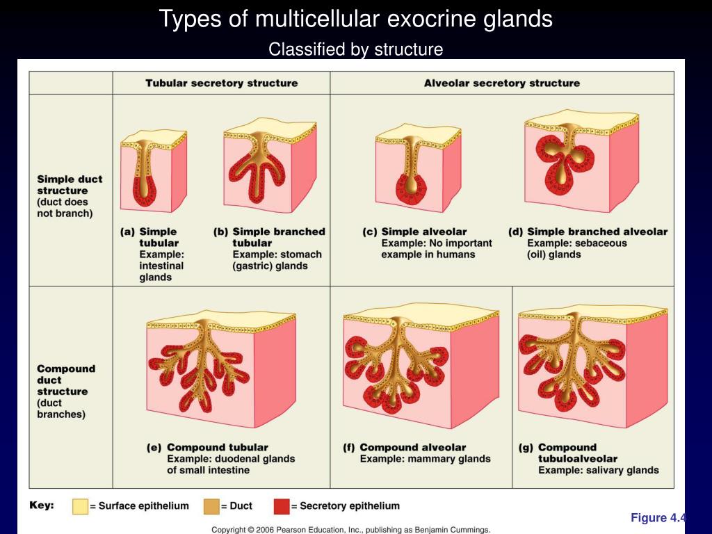 PPT - Ch. 4: Tissue: The Living Fabric Microscopy Epithelial Tissue ...