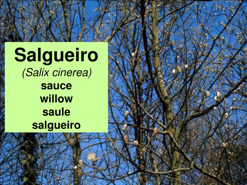 PPT - Salgueiro (Salix cinerea) sauce willow saule salgueiro PowerPoint ...