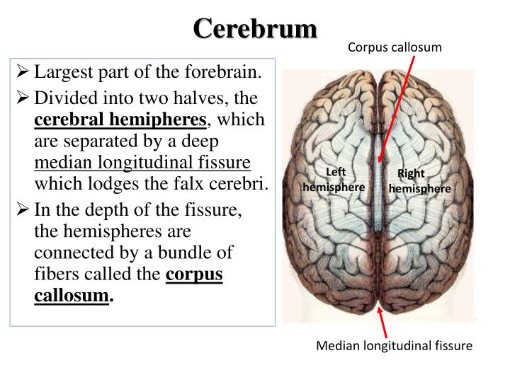 PPT - CEREBRUM PowerPoint Presentation - ID:1770207