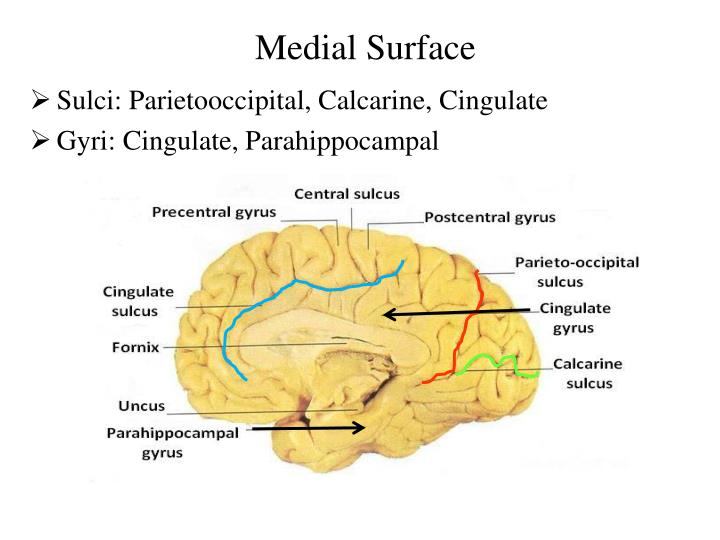 PPT - CEREBRUM PowerPoint Presentation - ID:1770207