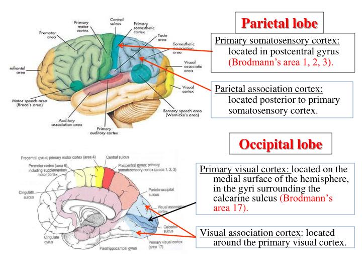 PPT - CEREBRUM PowerPoint Presentation - ID:1770207
