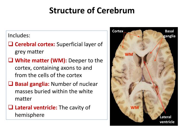 PPT - CEREBRUM PowerPoint Presentation - ID:1770207