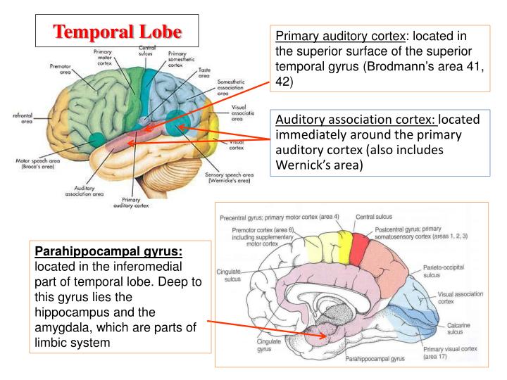PPT - CEREBRUM PowerPoint Presentation - ID:1770207