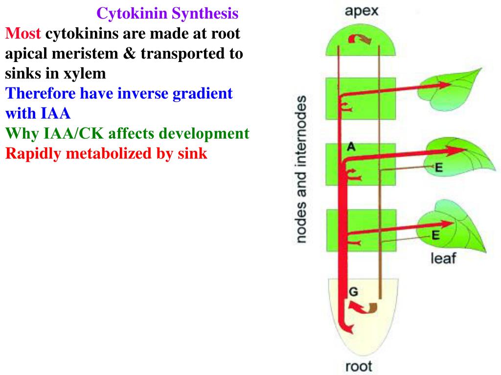 PPT - Growth regulators Auxins Cytokinins Gibberellins Abscisic acid ...