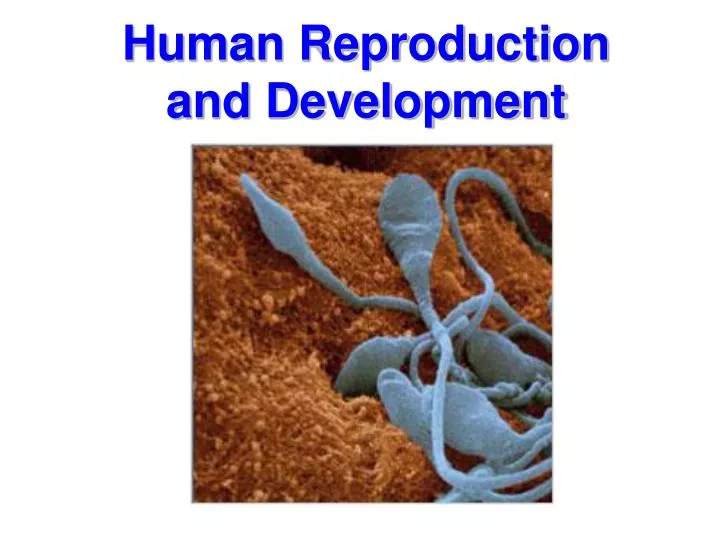 PPT - Human Reproduction and Development PowerPoint Presentation, free ...