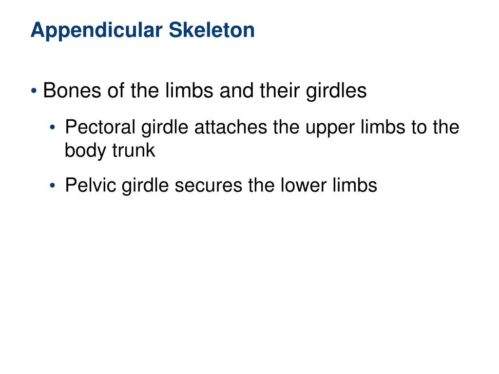 PPT - The Skeleton: Appendicular Skeleton PowerPoint Presentation, free ...