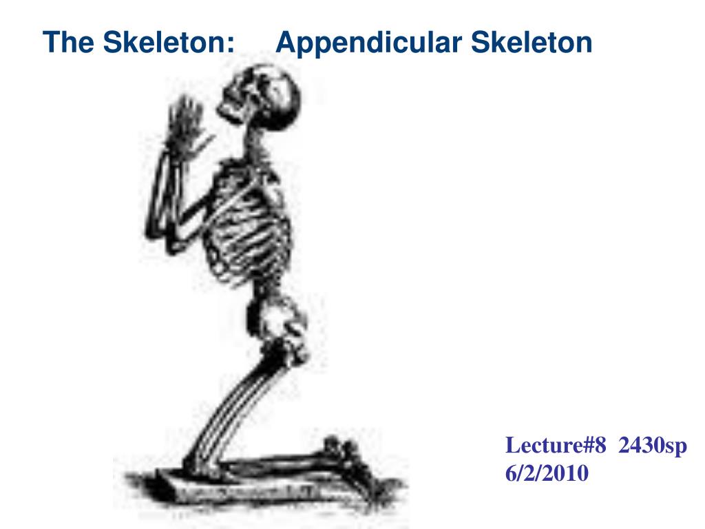 PPT - The Skeleton: Appendicular Skeleton PowerPoint Presentation, free ...