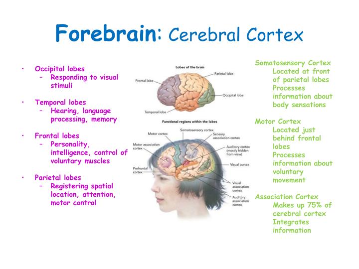 PPT - Nervous System PowerPoint Presentation - ID:1771294
