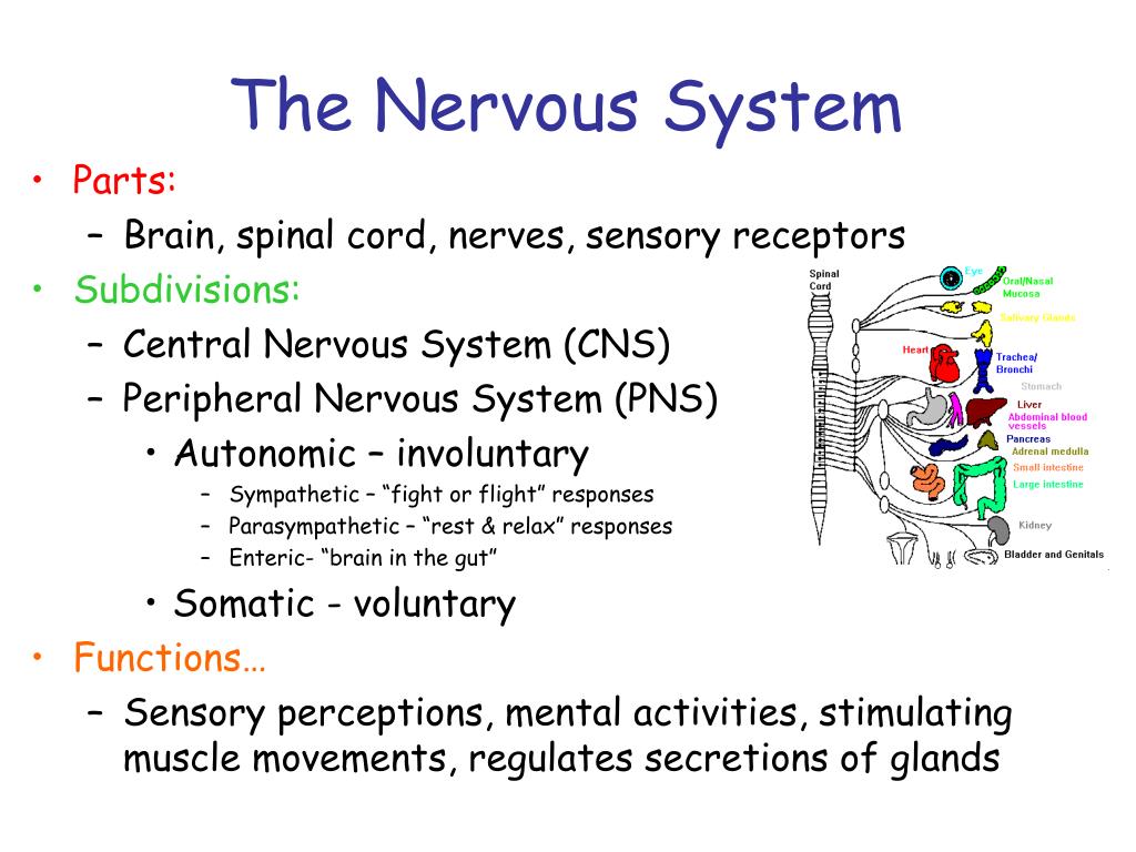Ppt Nervous System Powerpoint Presentation Free Download Id 1771294